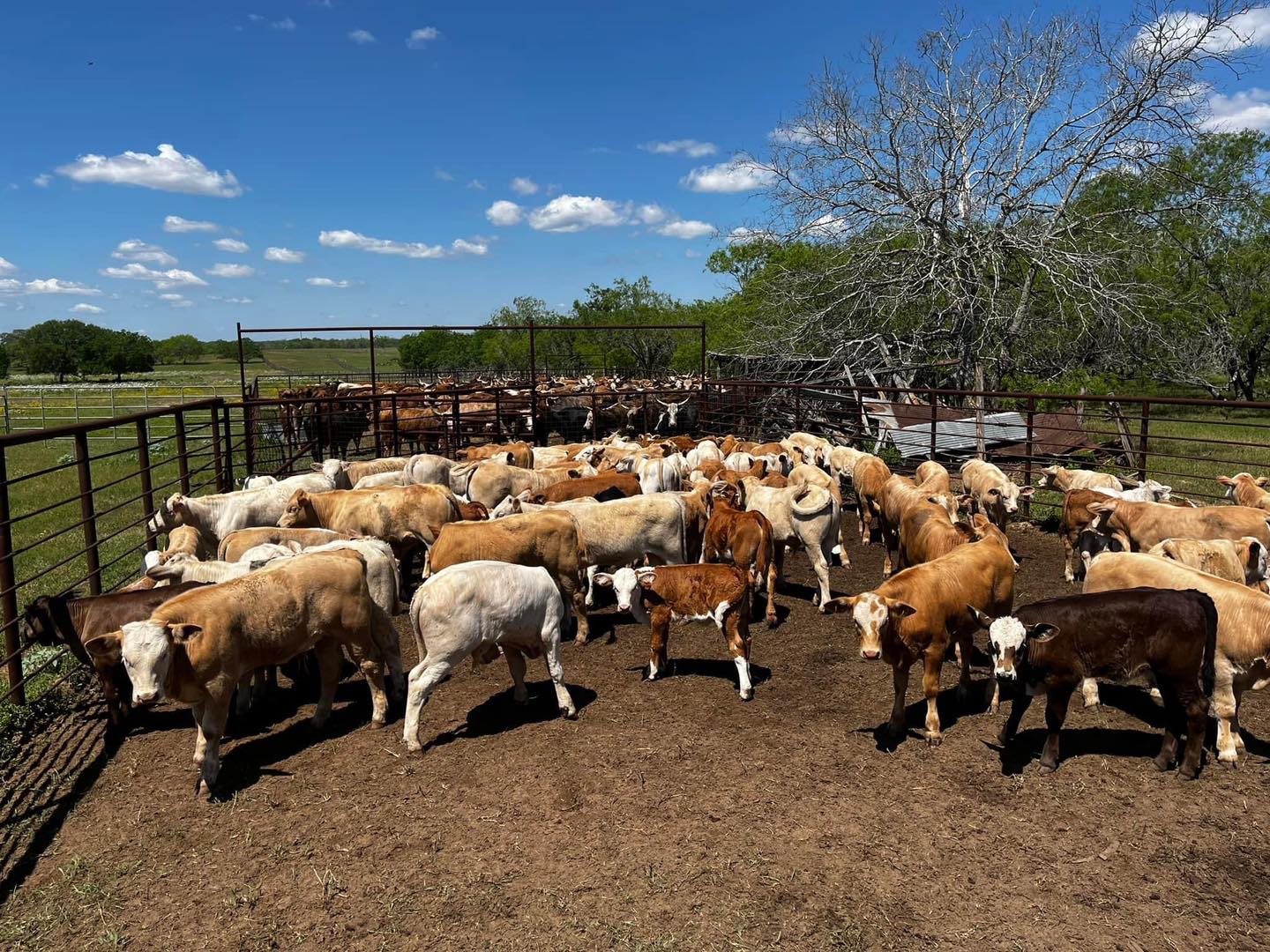 The Role of Horses in Sustainable Ranching – Sedley's Beef
